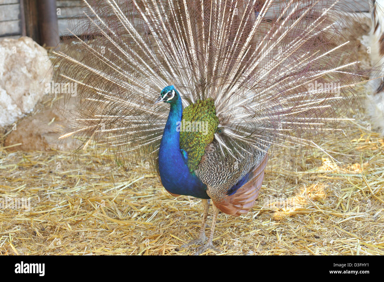 Peacock habitat hi-res stock photography and images - Alamy