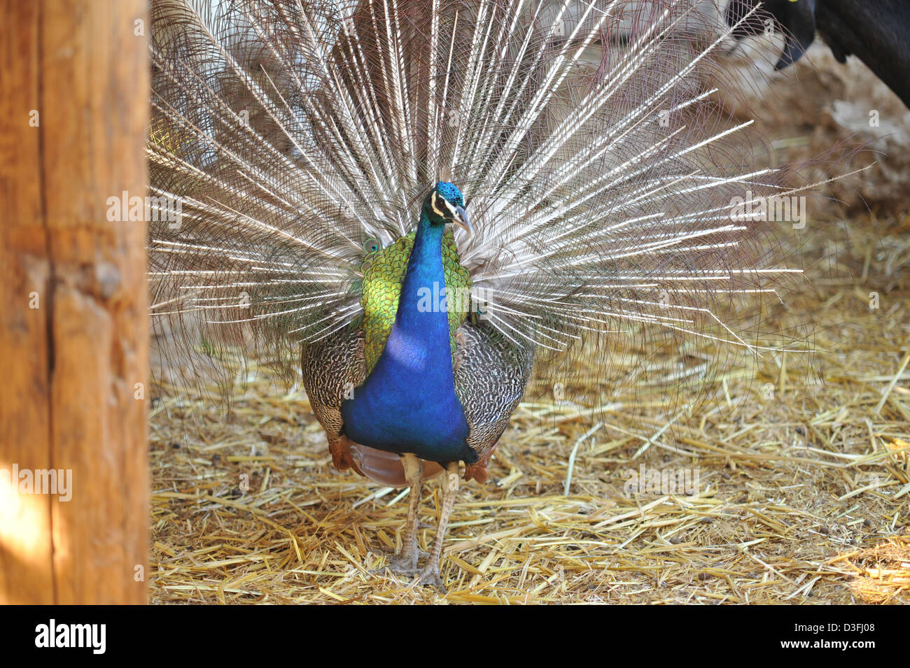 peacock in farm Stock Photo - Alamy