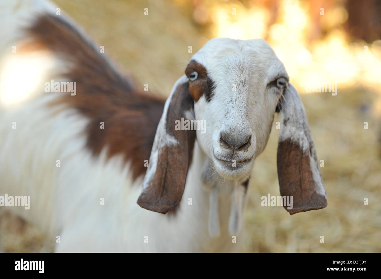 beauty goat, special eyes Stock Photo - Alamy