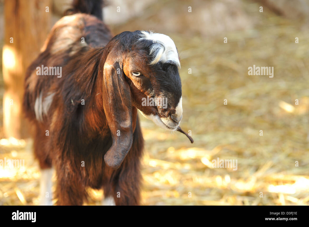 goat in farm Stock Photo - Alamy