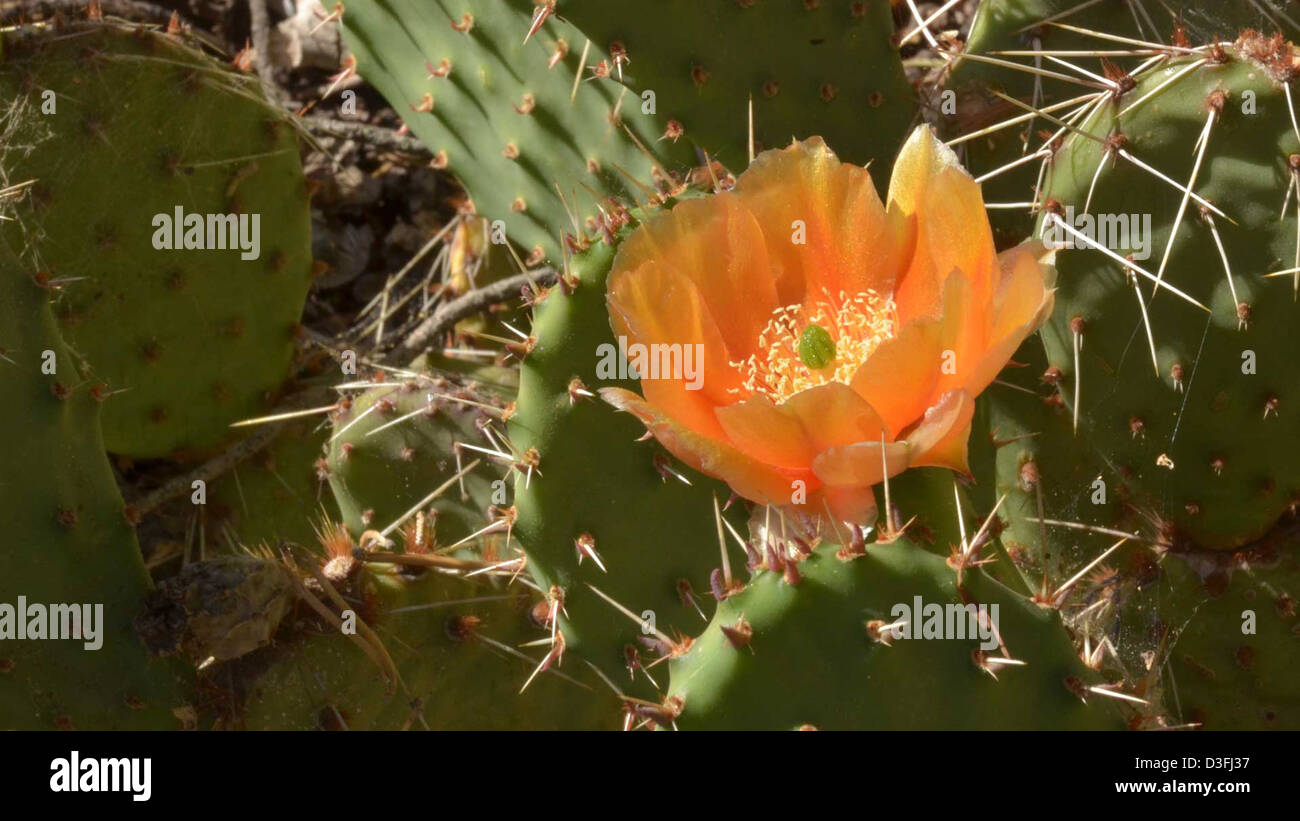 Cactus flowers bloom in the Grand Canyon, showcasing the park's diverse ...