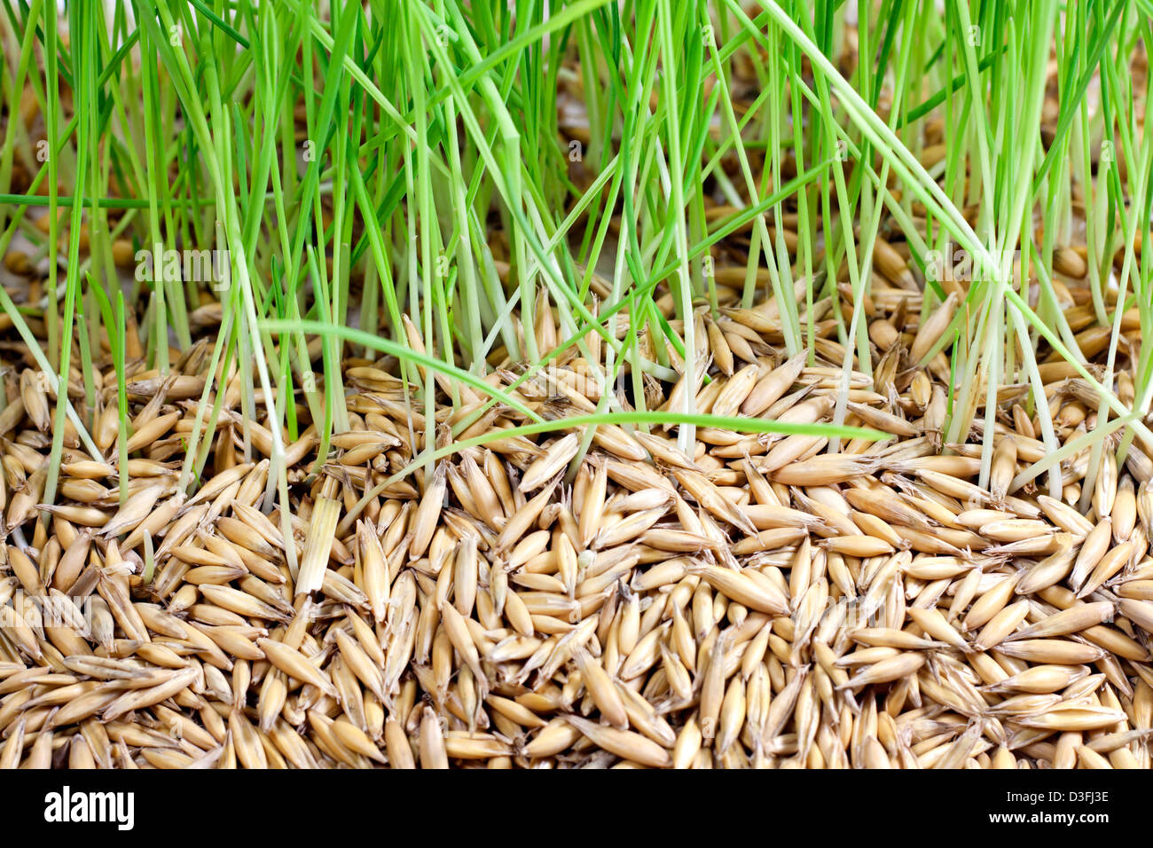 Grass seed hi-res stock photography and images - Alamy