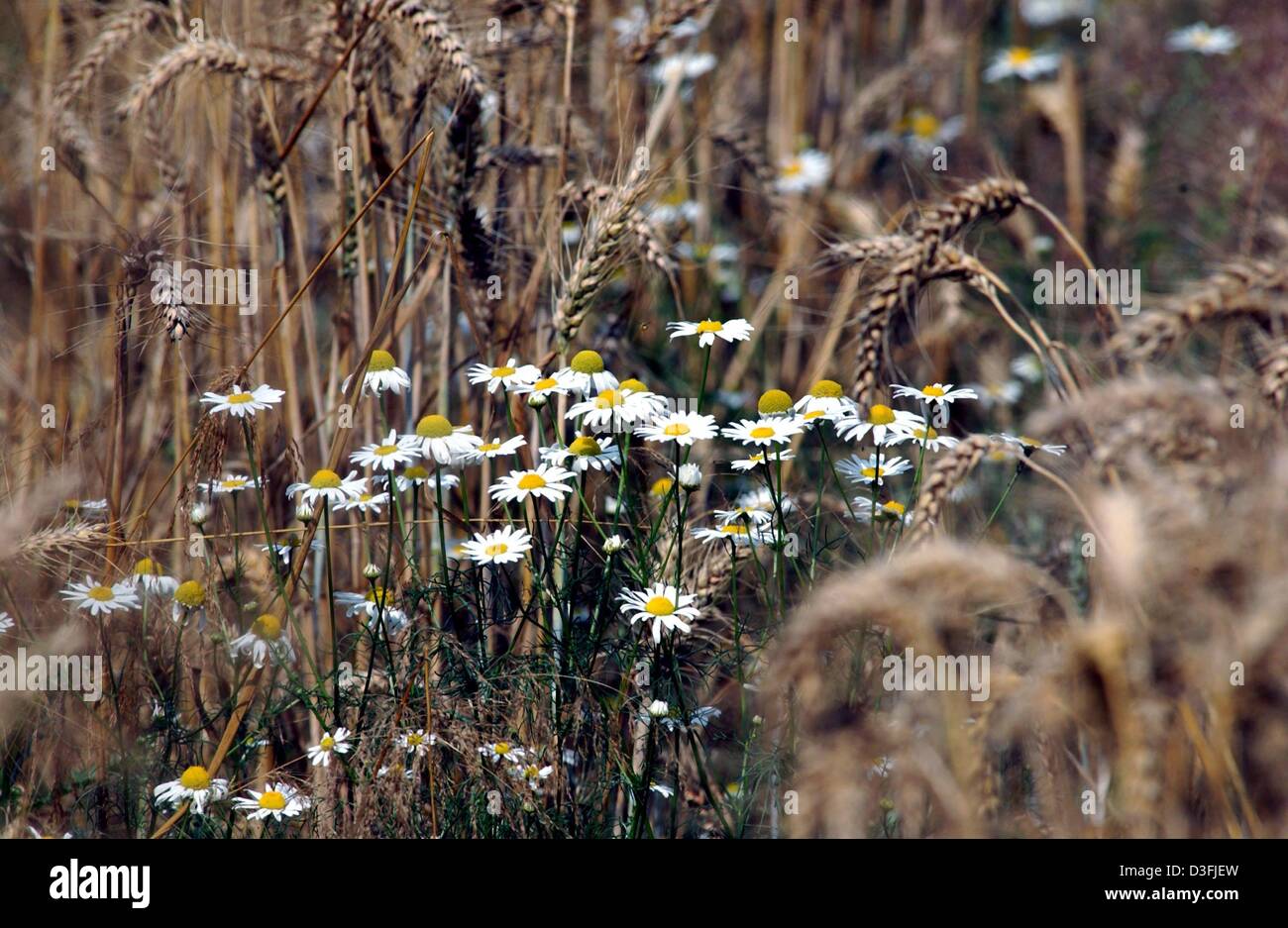 (dpa) - A shrub of marguerites (leucanthemum vulgare) grows in a field ...