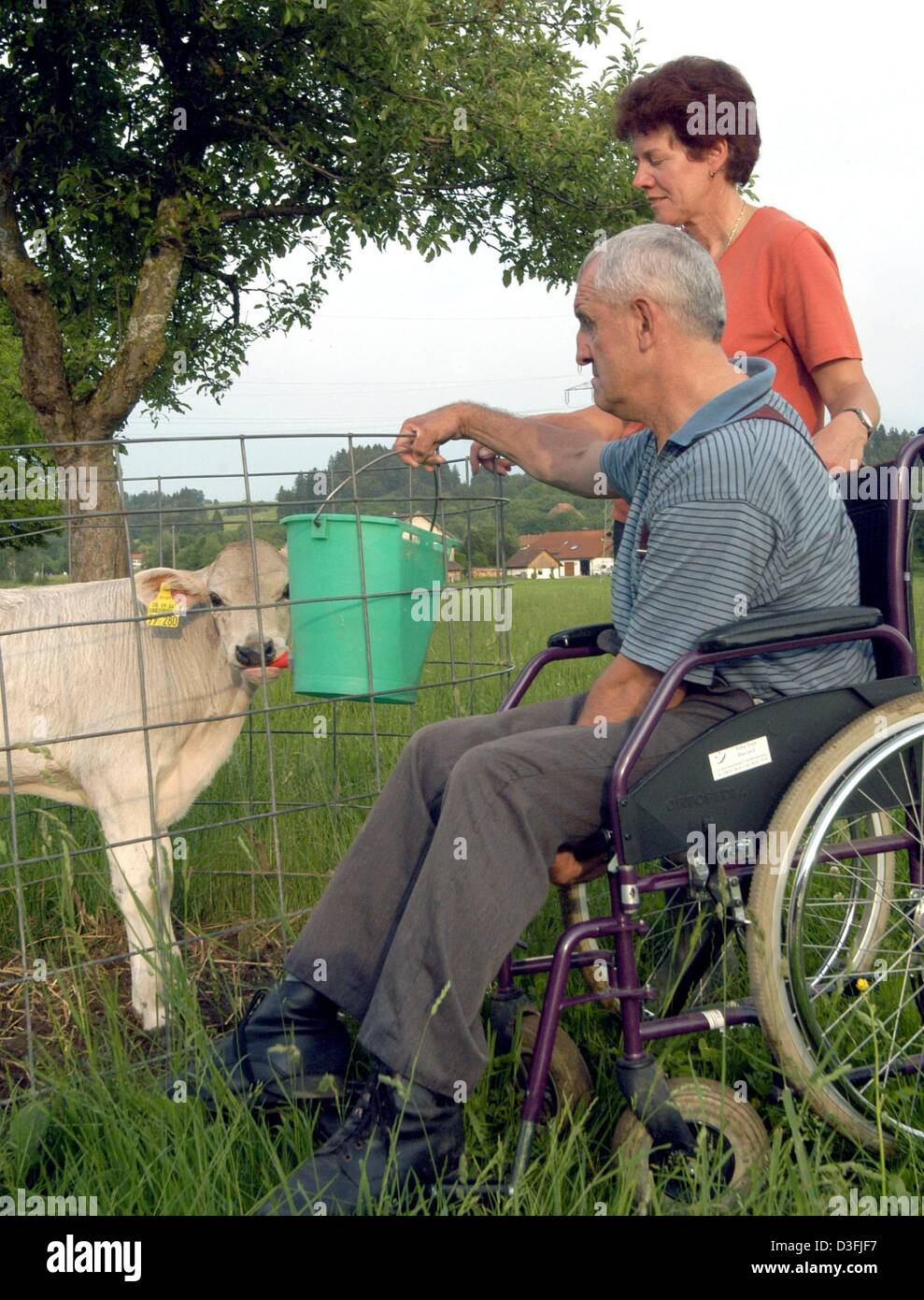 (dpa) - The countrywoman Resi Rogg feeds a calf with one of her ...