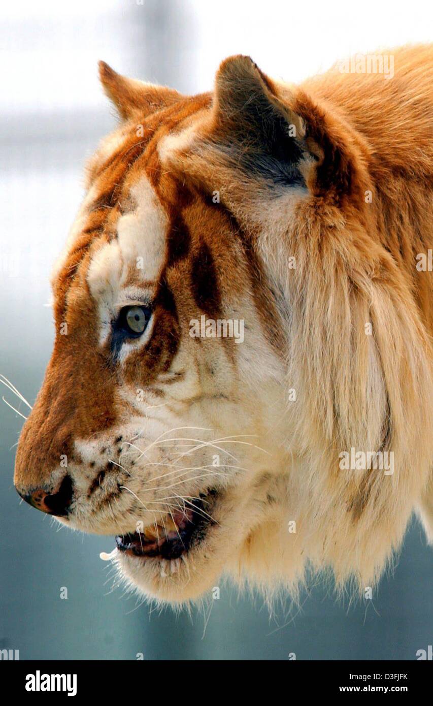 (dpa) - Tiger Assam looks curious while he observes the surrounding ...