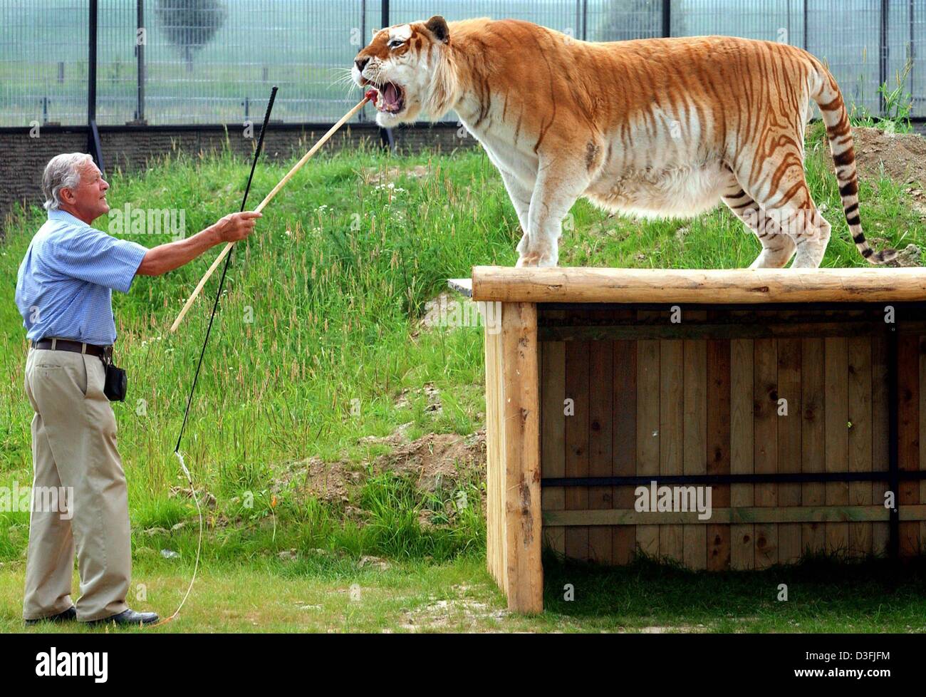 (dpa) - 68-year-old tamer Dieter Farell feeds Assam, a 14-year-old ...