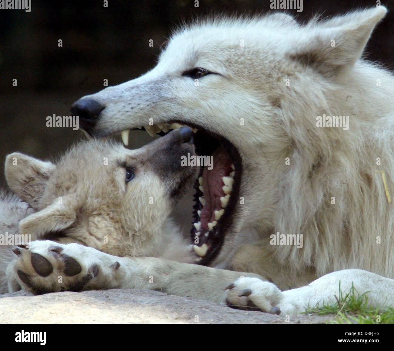 Human interest hum animals tired germany hi-res stock photography and ...