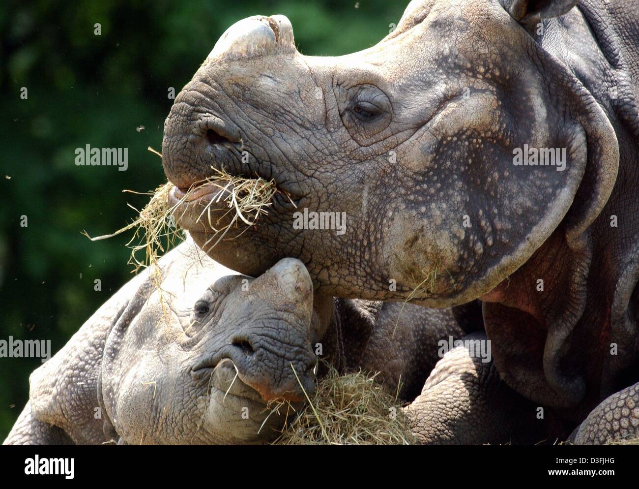 Human interest hum animals rhinoceros unicornis rhino rhinoceros ...