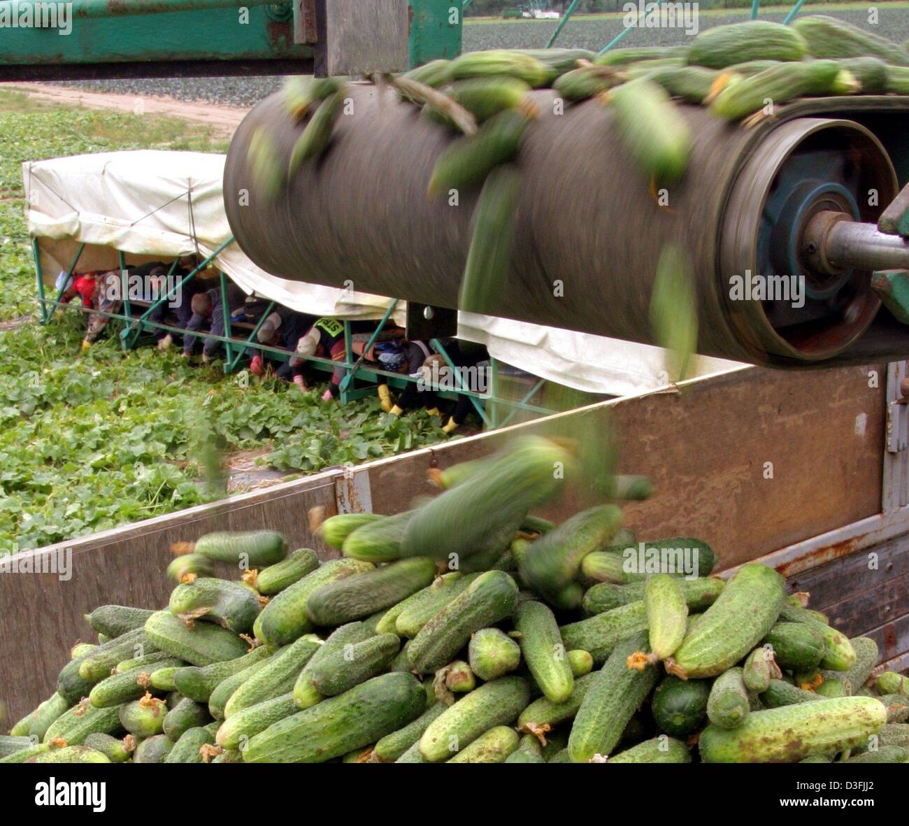 (dpa) - Cucumbers picked by farm hands (in the background) are ...