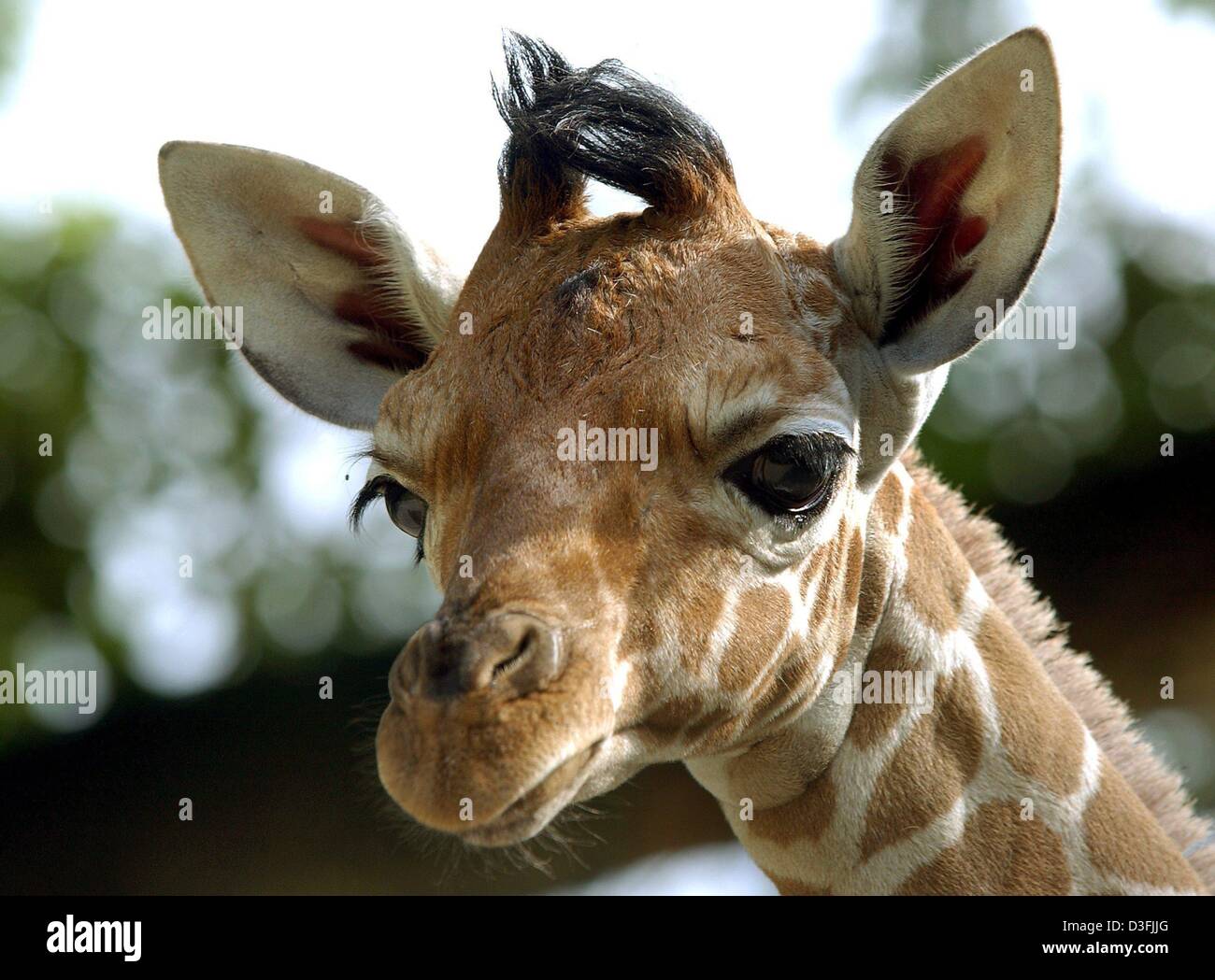 Giraffe's gestation period hi-res stock photography and images - Alamy