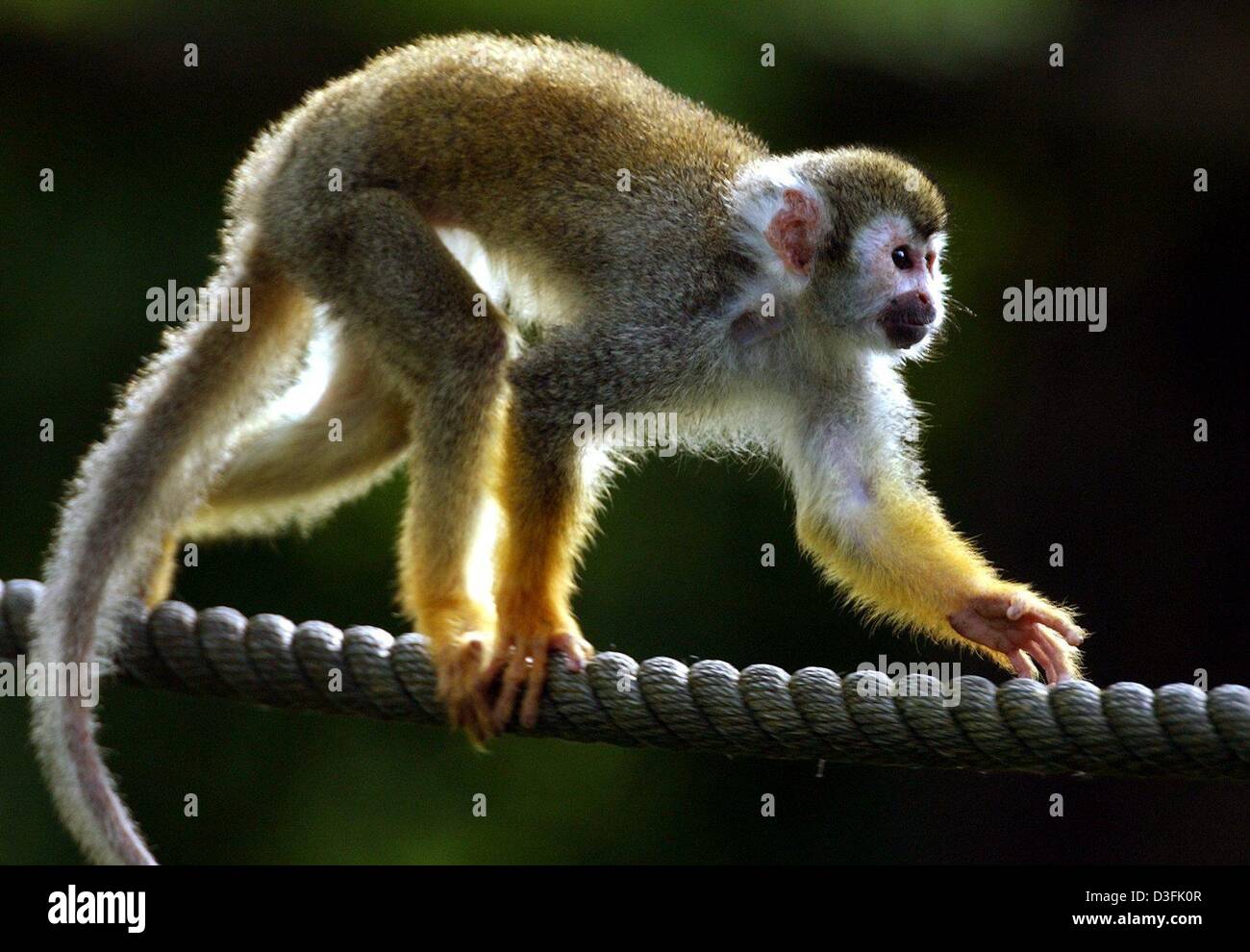 Flying monkeys hi-res stock photography and images - Alamy