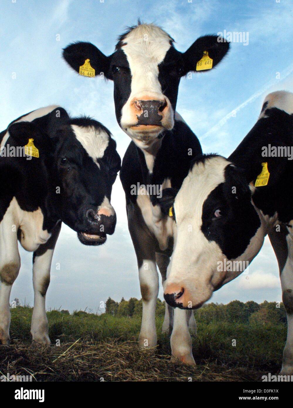 (dpa) - Curious and studious, three young cattles try to find out what ...