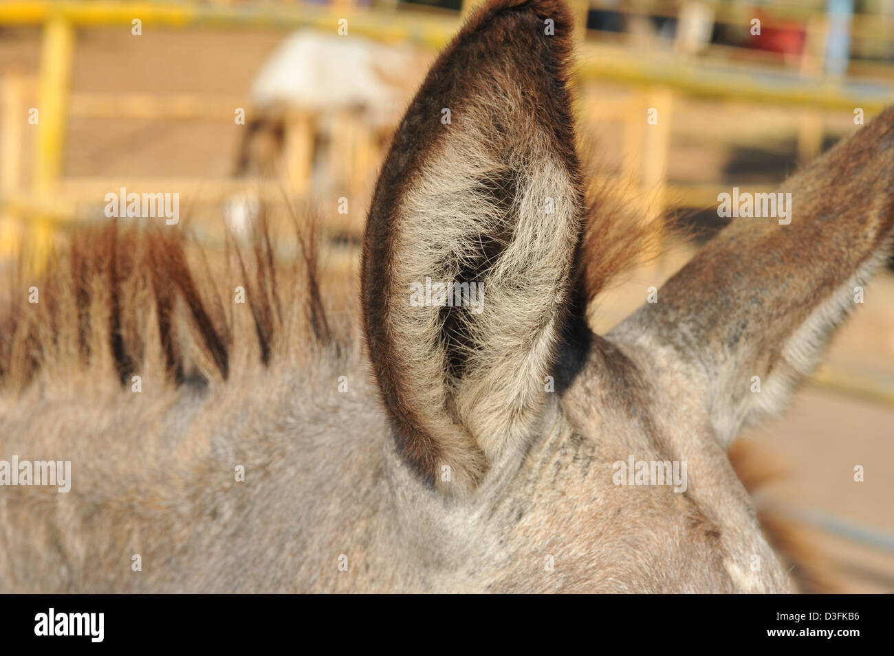 Monkey ears hi-res stock photography and images - Alamy