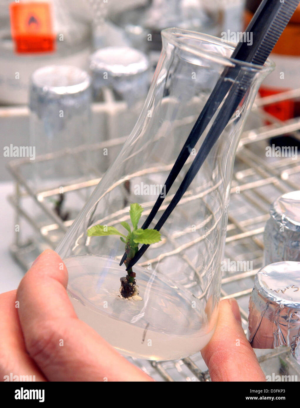 Plant breeding and genetics hi-res stock photography and images - Alamy