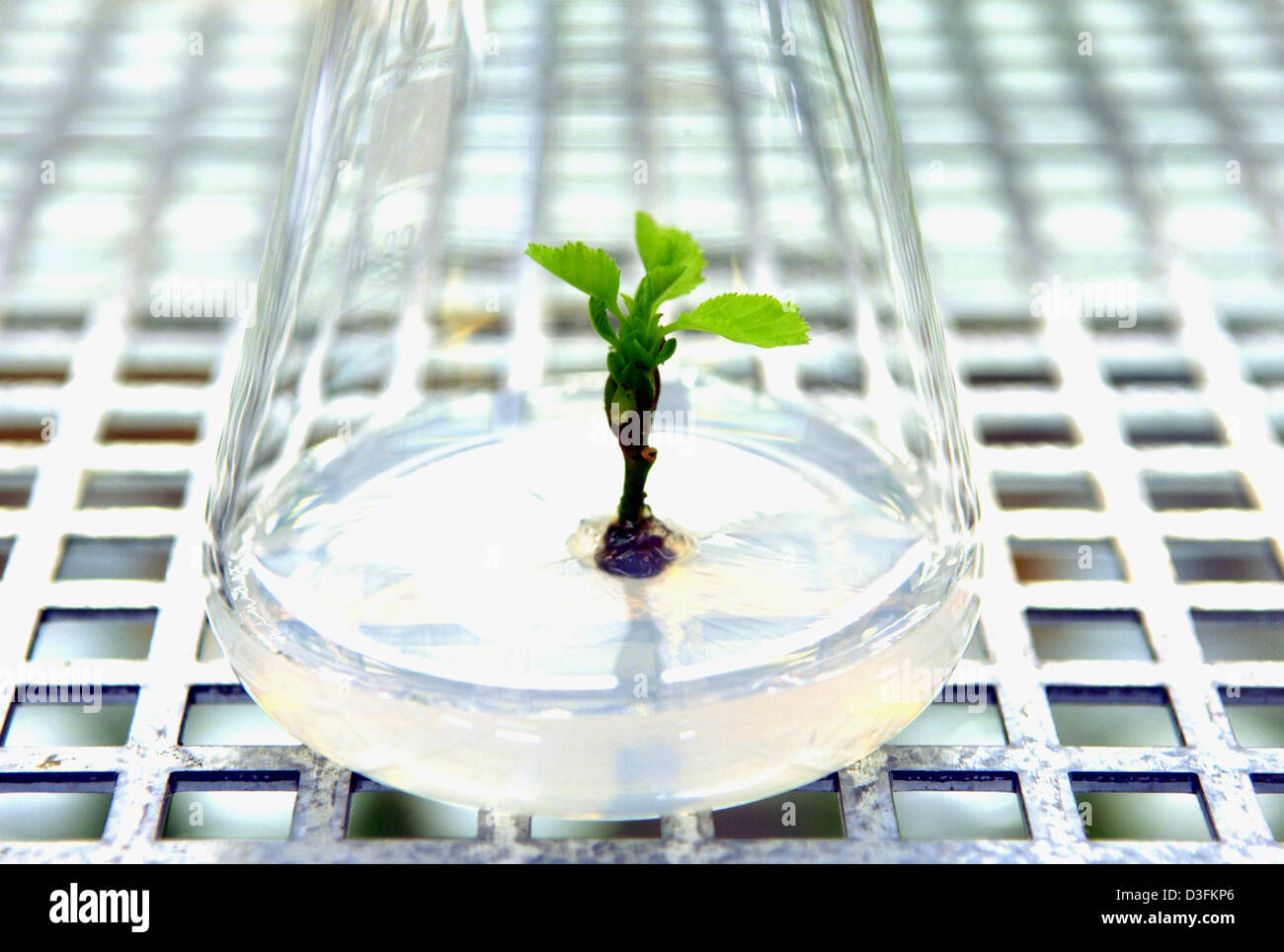 Forest genetics hi-res stock photography and images - Alamy