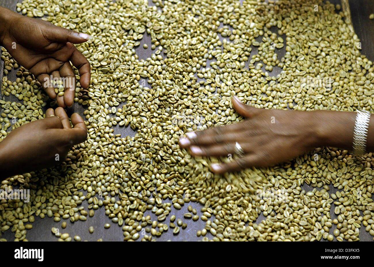 Hands sorting coffee beans hi-res stock photography and images - Alamy
