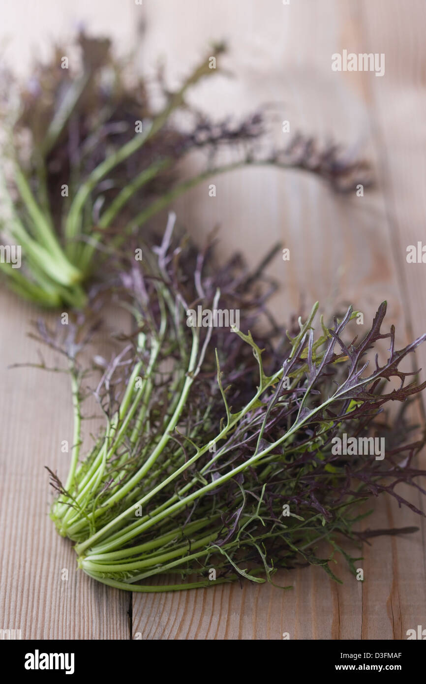 Red Frill Mustard Stock Photo - Alamy