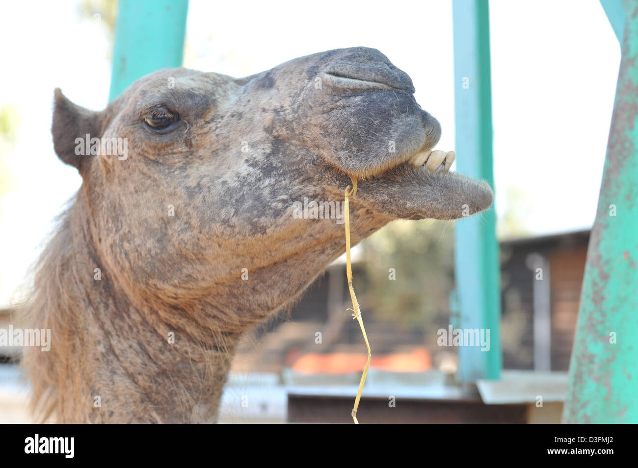 Camel fields hi-res stock photography and images - Alamy