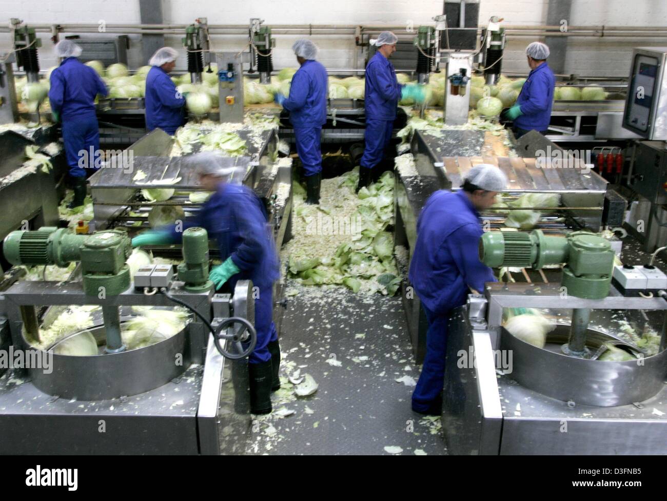 (dpa) - Employees are processing white cabbage to make sauerkraut at ...