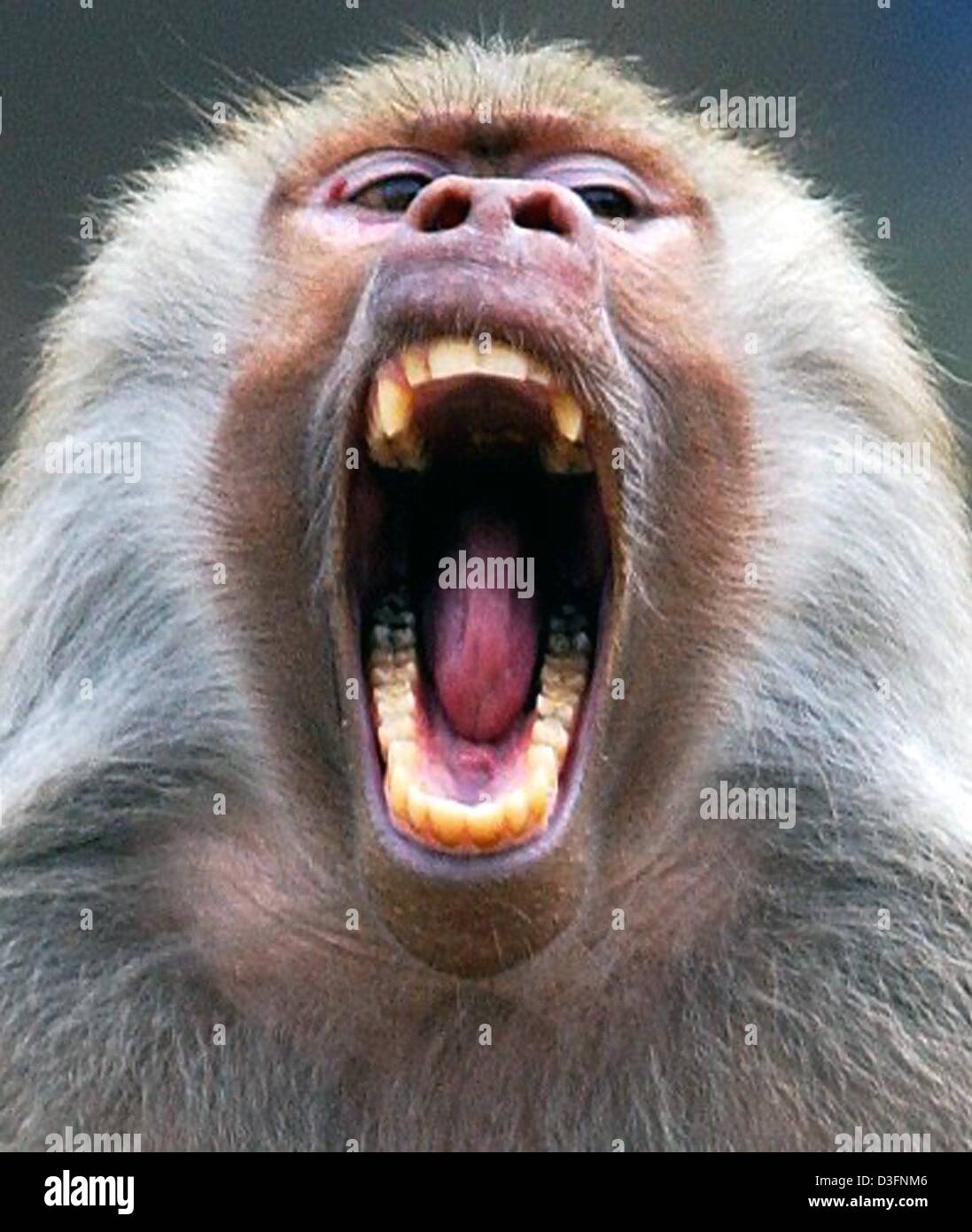 Monkey seems hi-res stock photography and images - Alamy