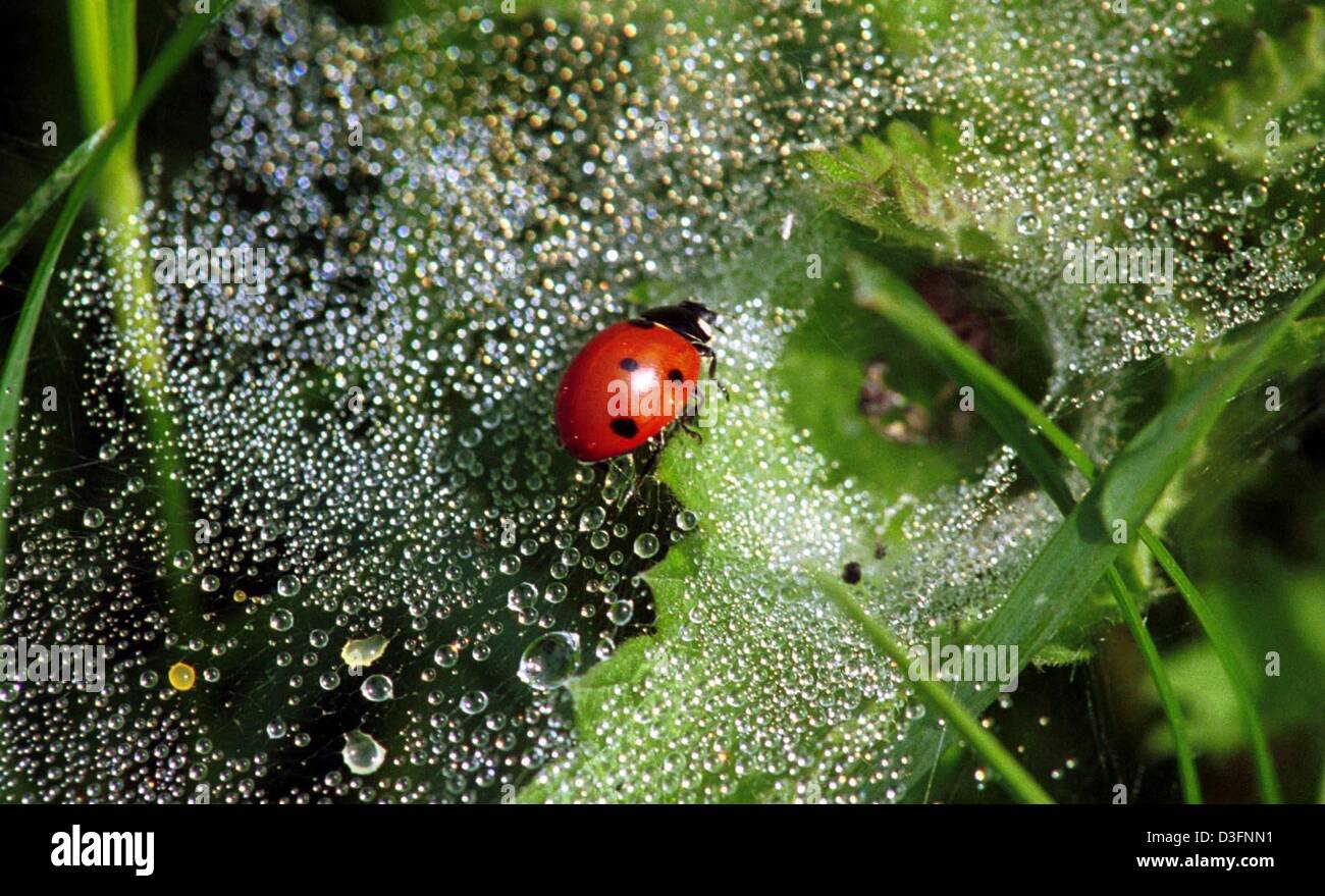 Buzzing spider hi-res stock photography and images - Alamy