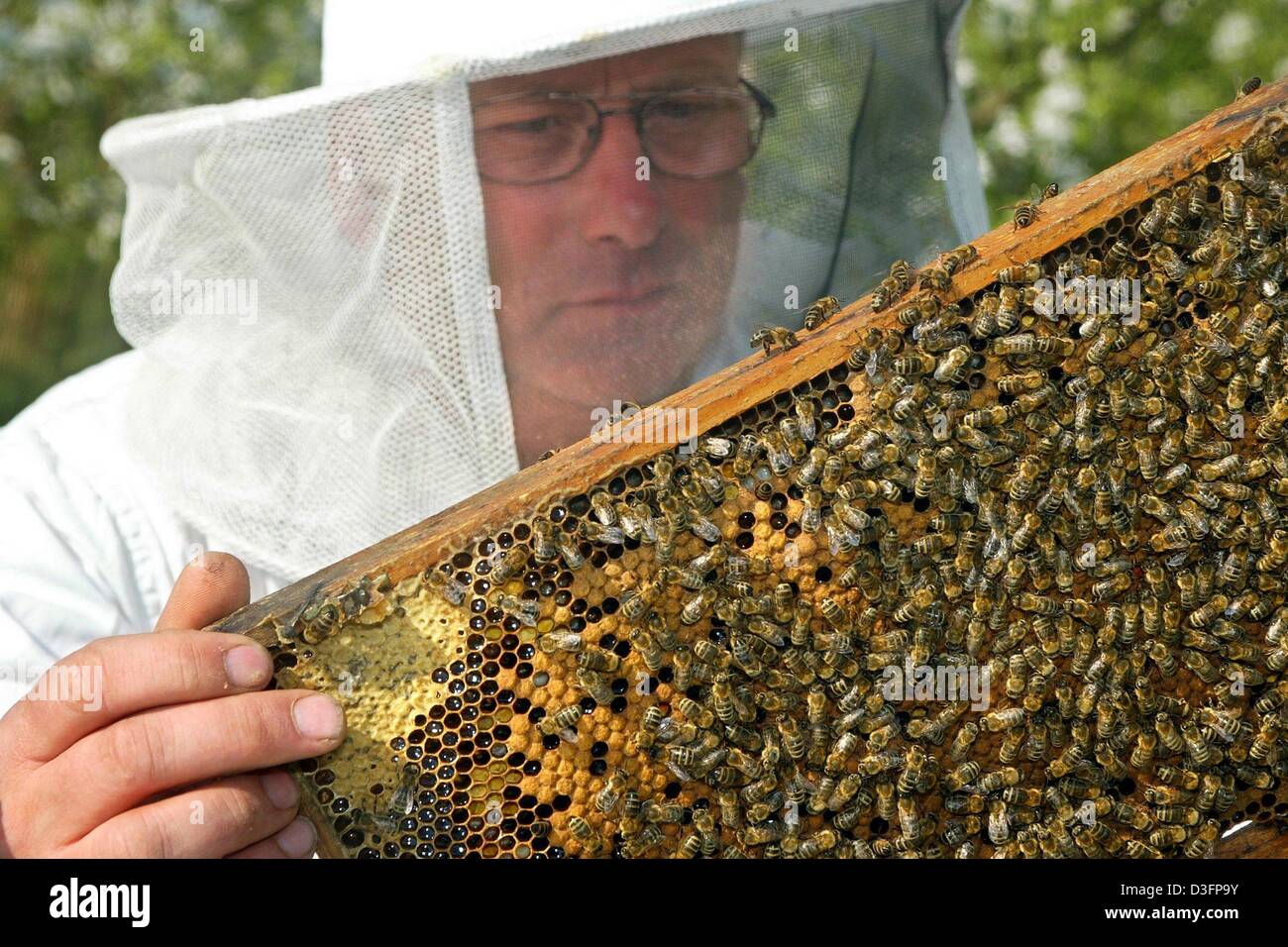 (dpa) - Beekeeper Reinhard Jacob looks at a honeycomb which he has just ...