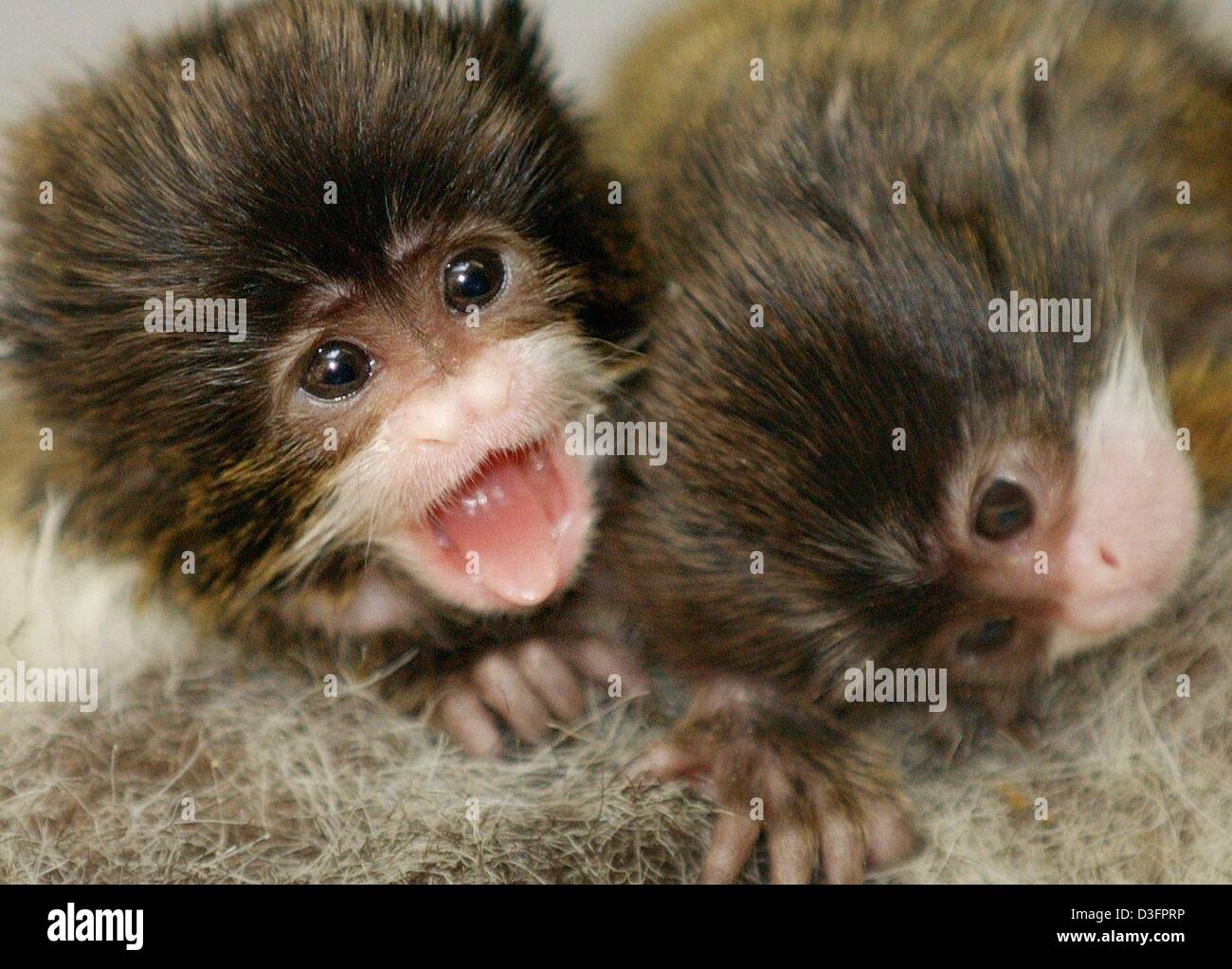(dpa) - One of the twin baby black-chested moustached tamarins gapes ...