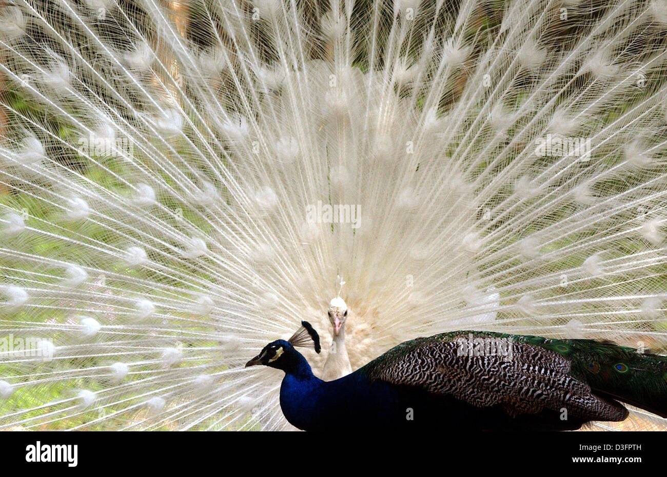 Beautiful And Rare White Blue Peacock