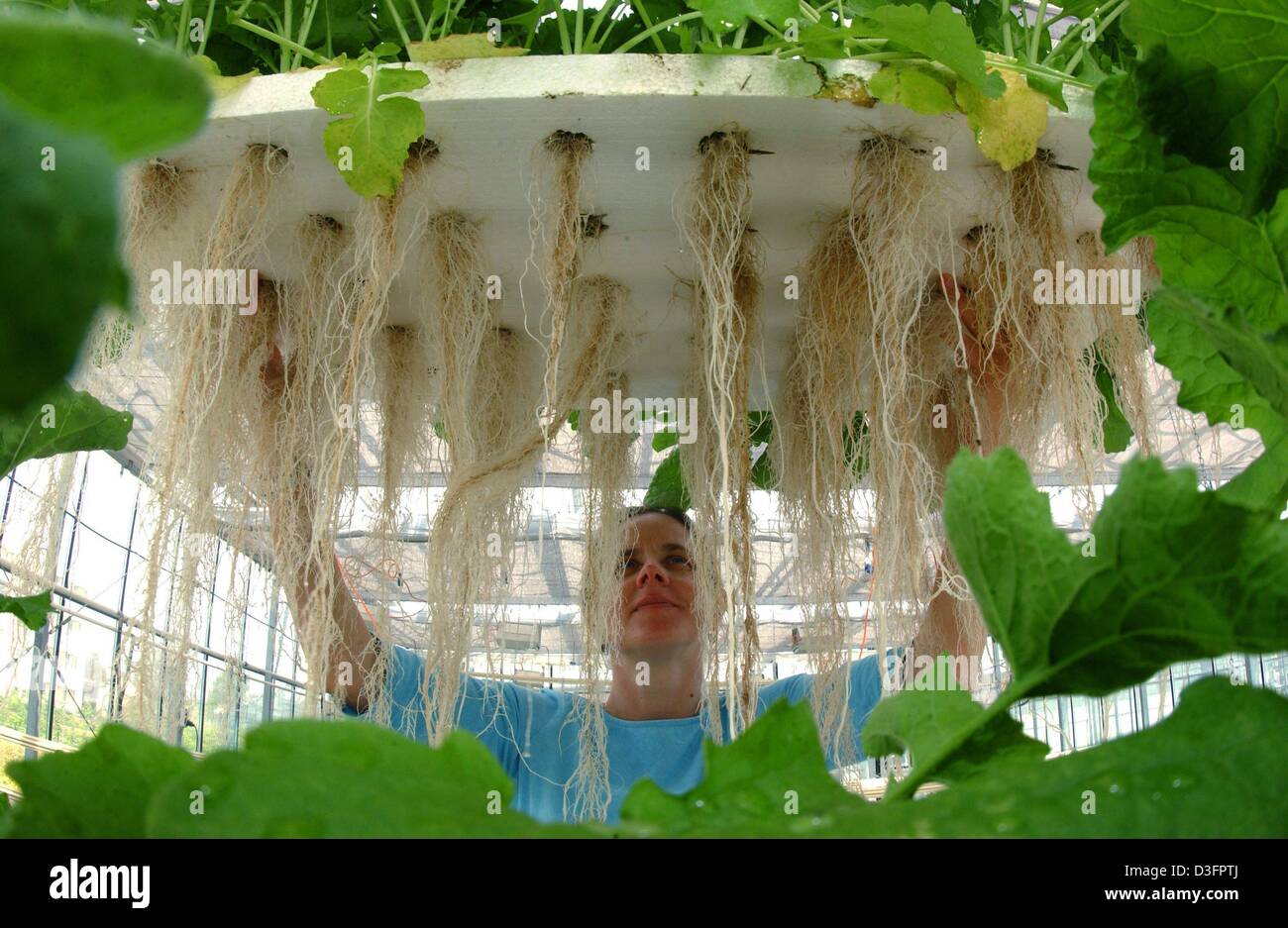 Teltower rubchen hi-res stock photography and images - Alamy