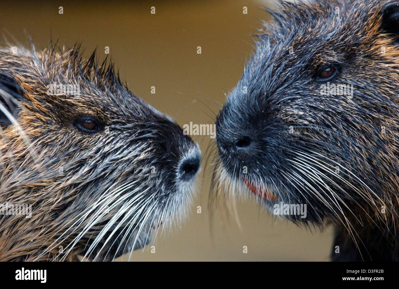 (dpa) - A beaver couple seems to be having a little chat in a zoo in ...