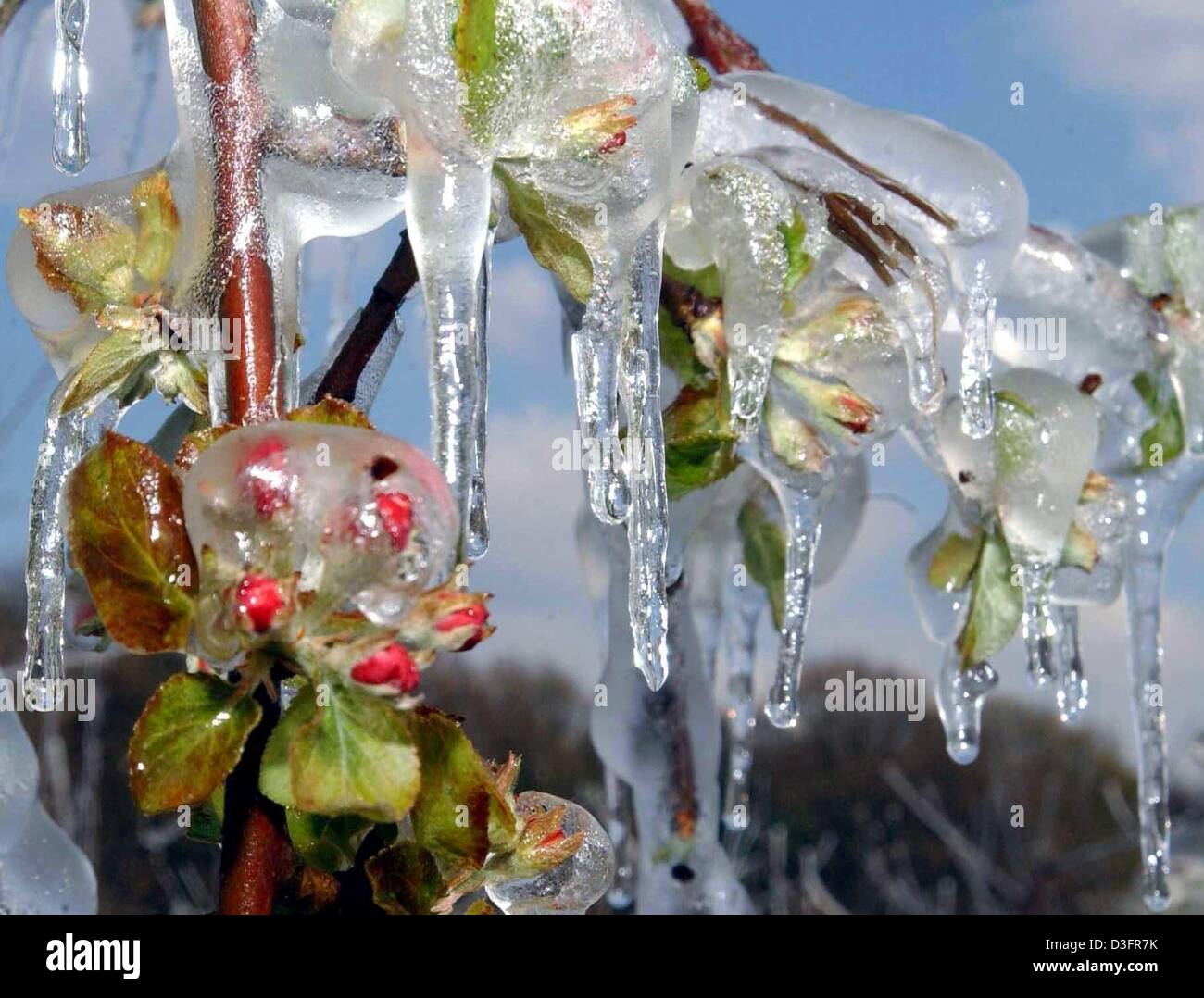 (dpa) - Apple blossoms are covered by thick crusts of ice as winter ...