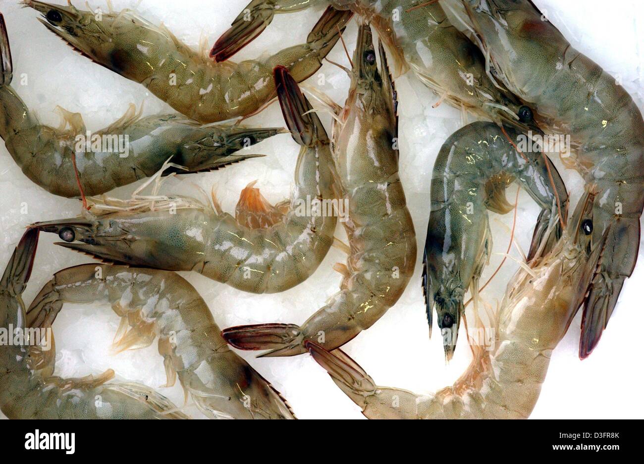 (dpa) - Tropical prawns of the species 'litopenaeus vannamei' lay on ...