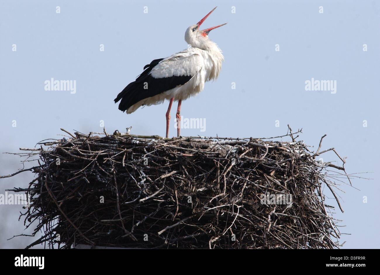 Stork calls hi-res stock photography and images - Alamy