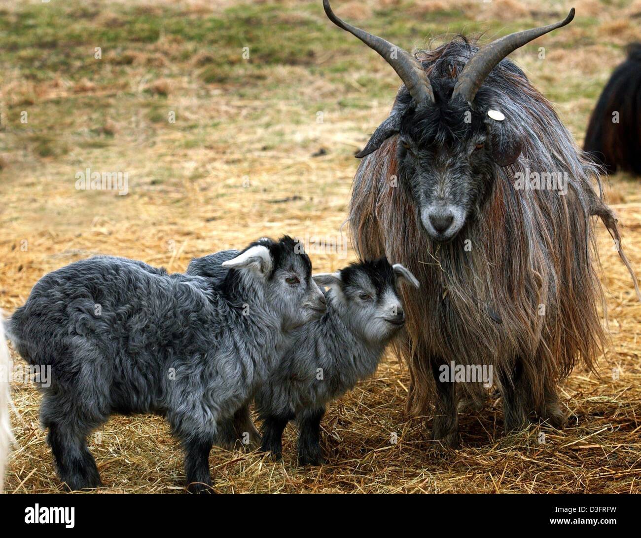 (dpa) - A Tadjikian domestic goat with long shaggy hair stands with its ...