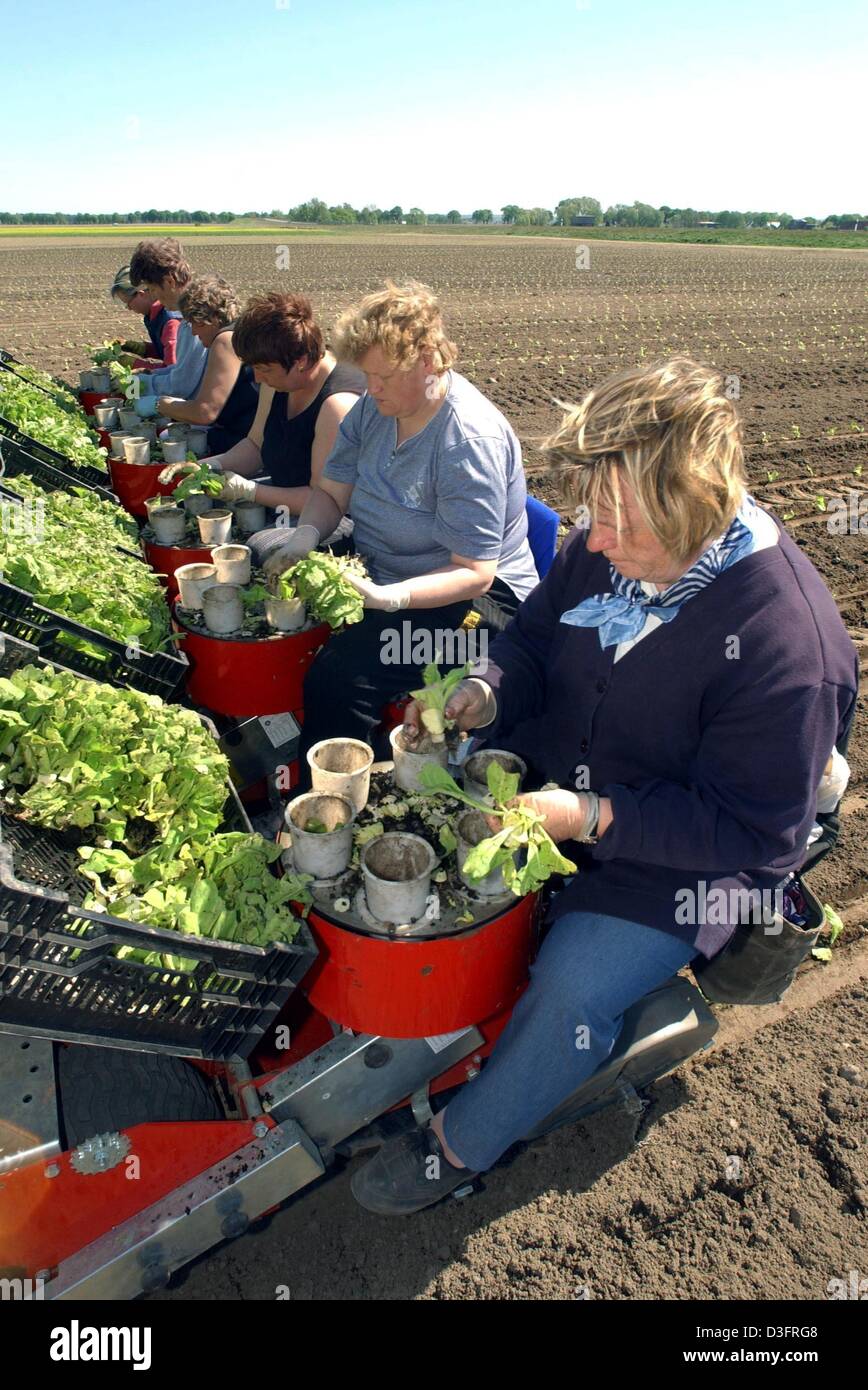 (dpa) - Seasonal workers ride on a planting machine to plant tobacco ...
