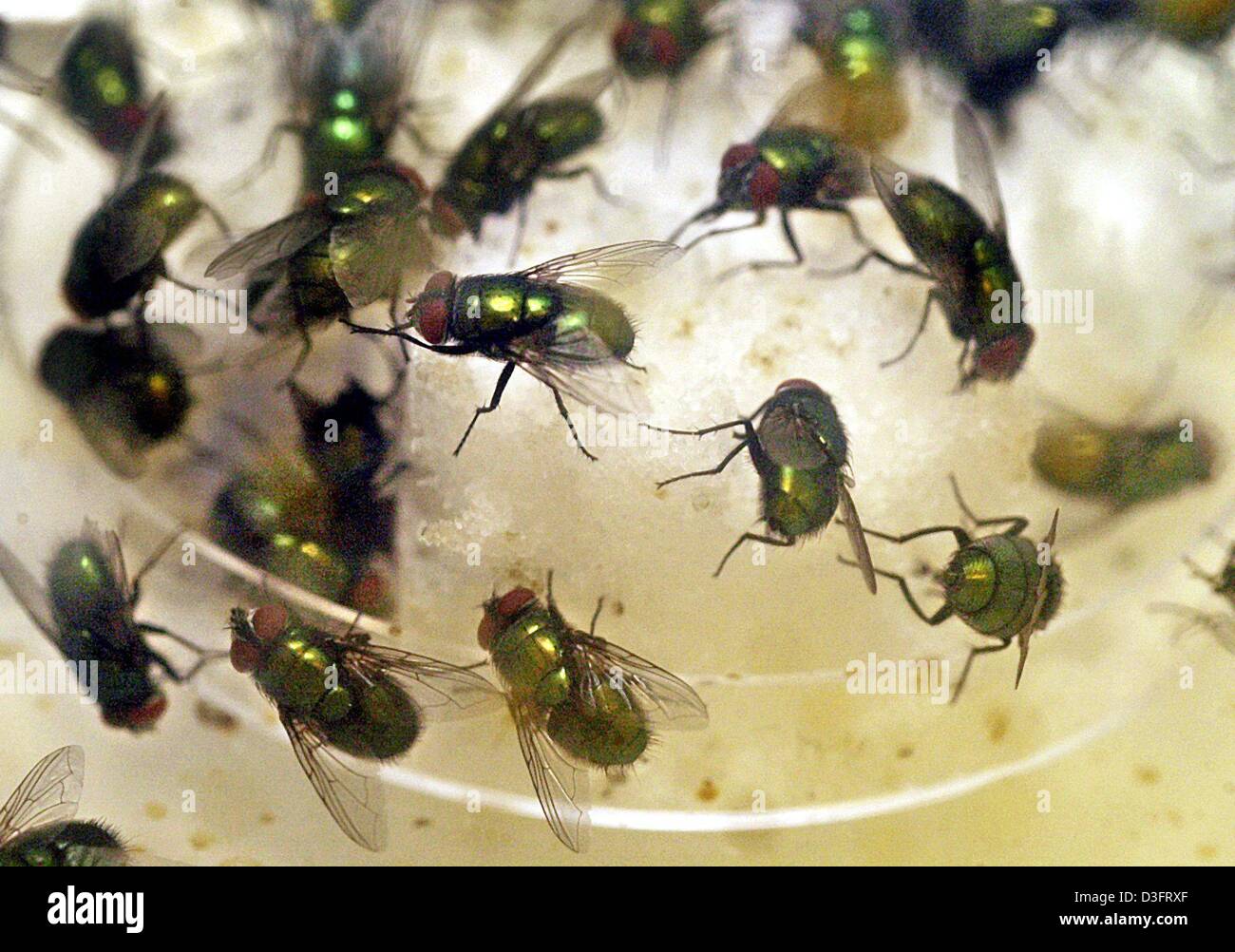 (dpa) - Green bottle flies (Lucilia sericata) are used for the ...