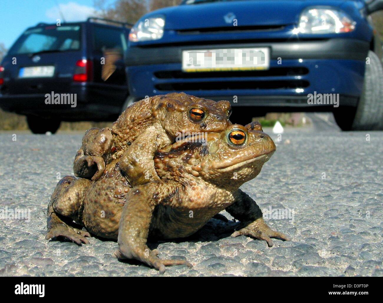 (dpa) - A Common Toad couple crosses a busy country road in ...