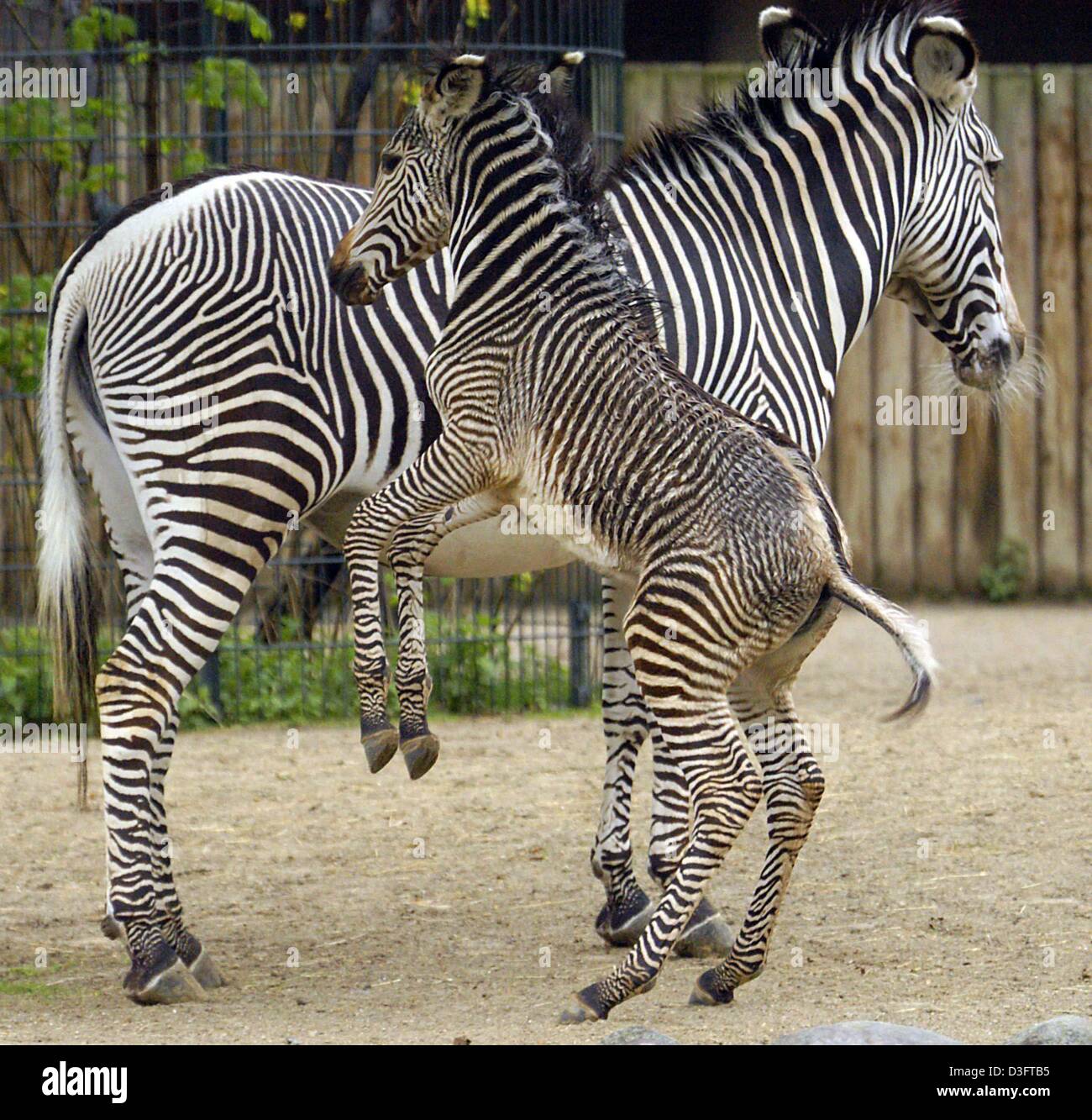 Mummys legs hi-res stock photography and images - Alamy