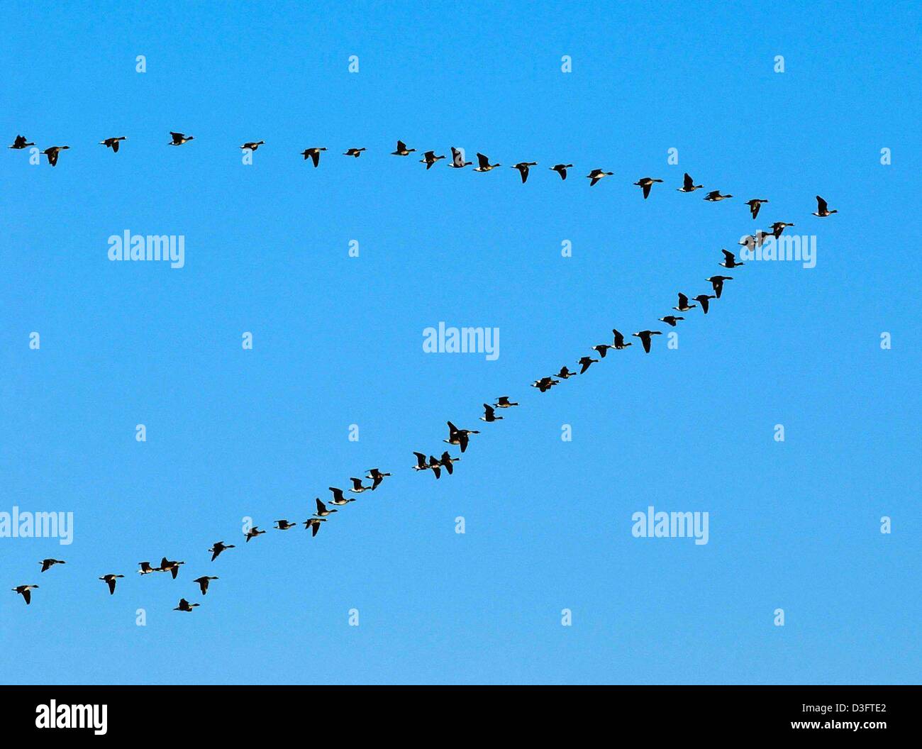 V shaped flock hi-res stock photography and images - Alamy