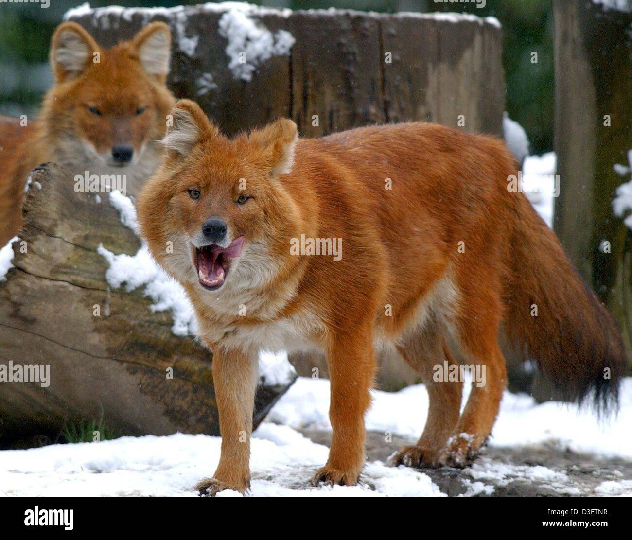 Dhole Wild Dog