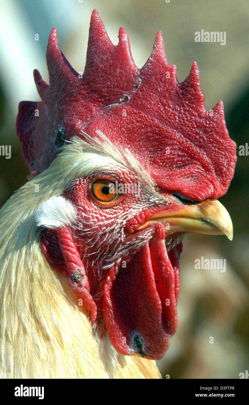 (dpa) - Head shot of a cock proudly presenting its cockscomb on a farm ...