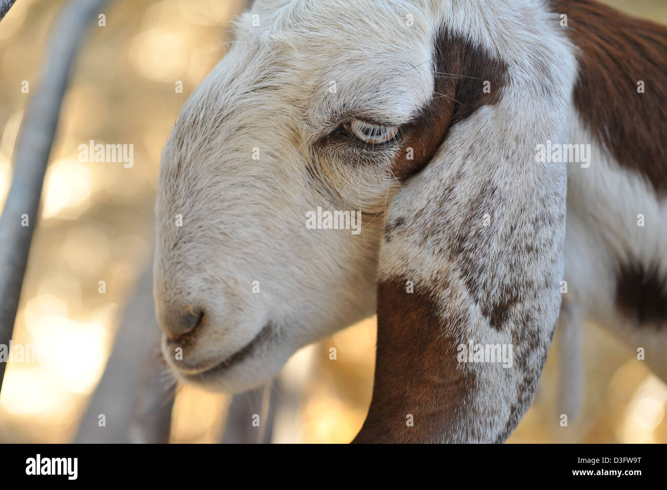 India sheep farm hi-res stock photography and images - Alamy