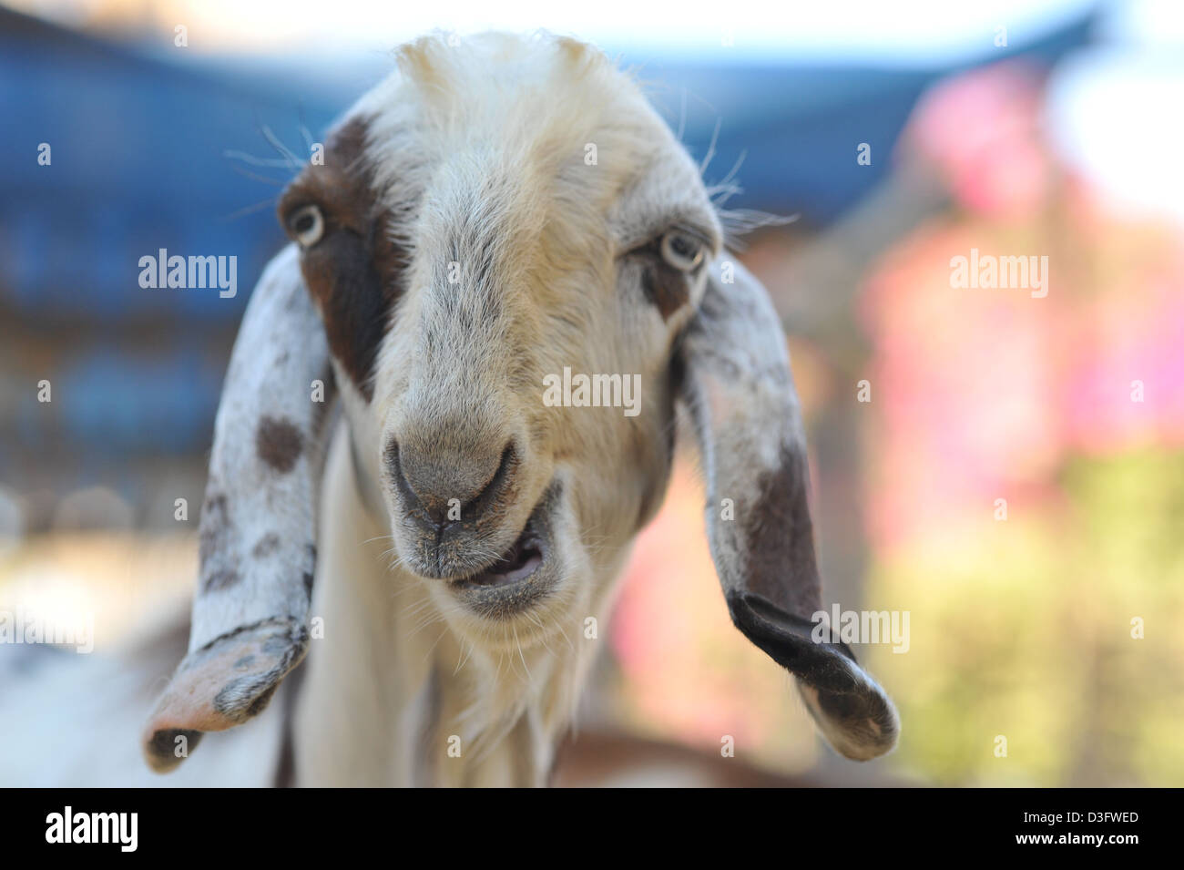 India sheep farm hi-res stock photography and images - Alamy