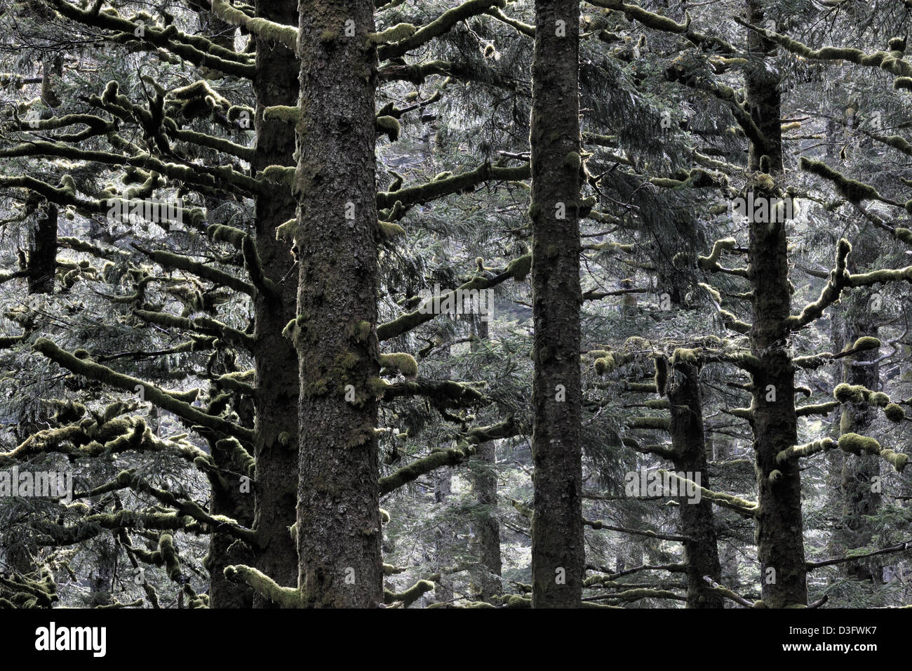 Trees in a pacific or northern rainforest backlit, at the Fort ...