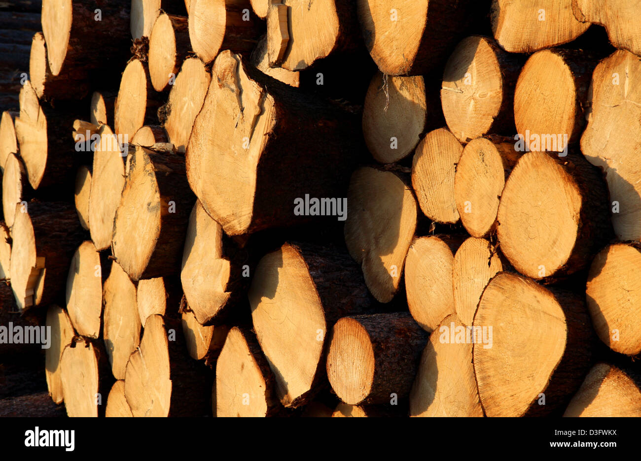 Cut trunks hi-res stock photography and images - Alamy