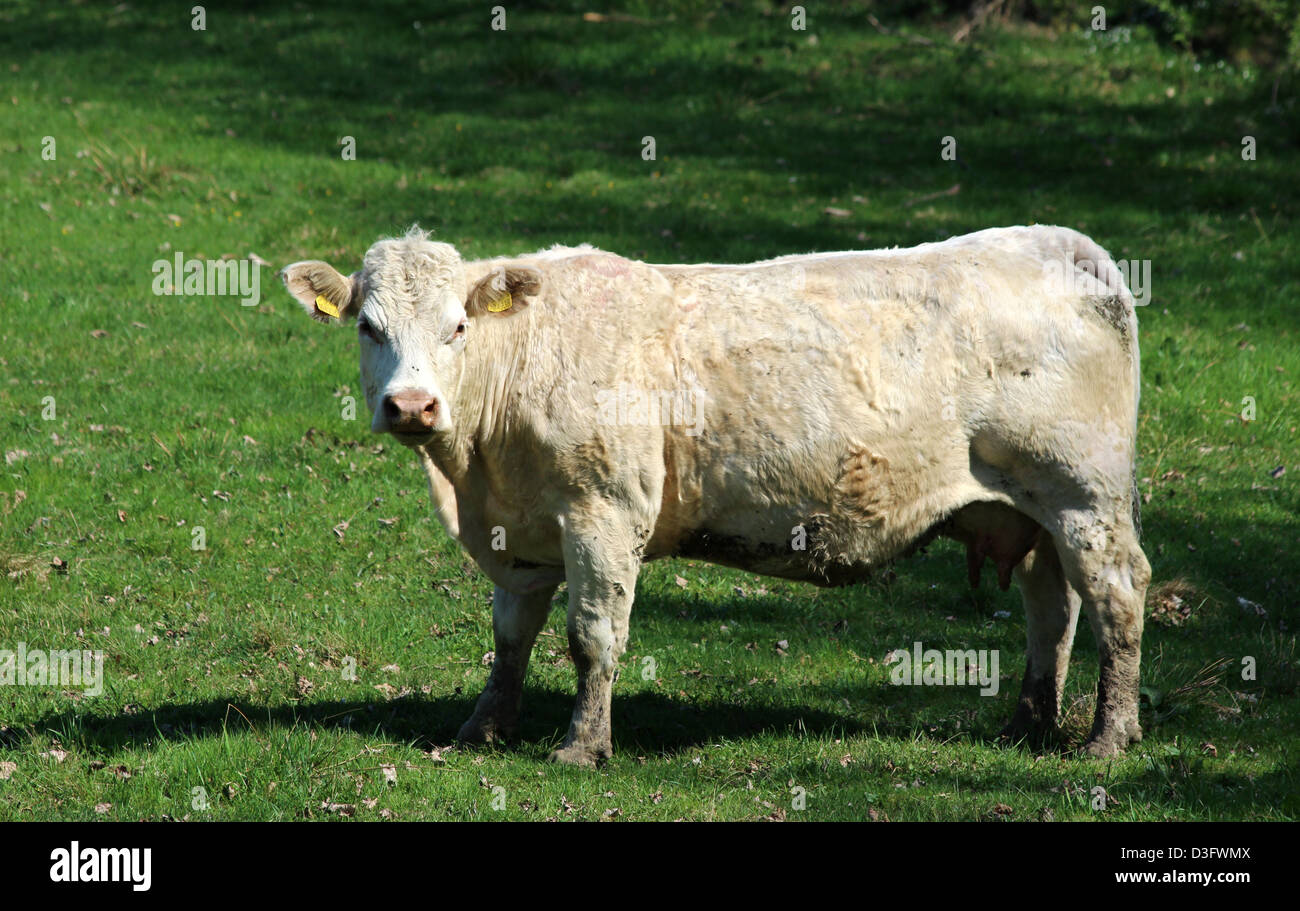 white cow on fresh green meadow Stock Photo - Alamy