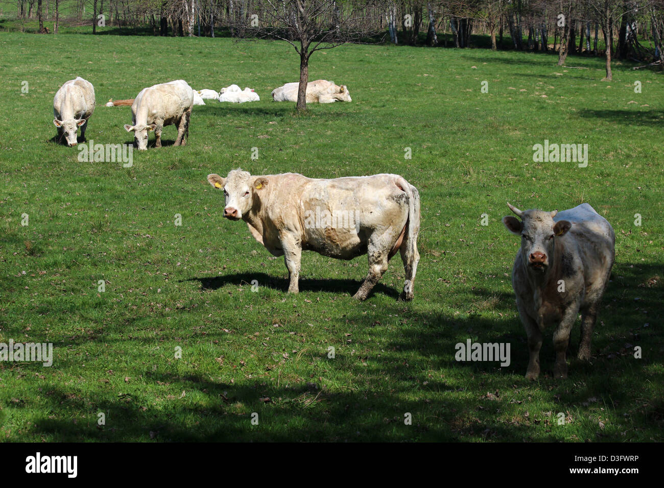 white cows on the green field of Czech ranch Stock Photo - Alamy