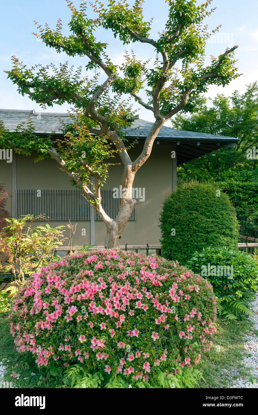 Azalea bush hi-res stock photography and images - Alamy