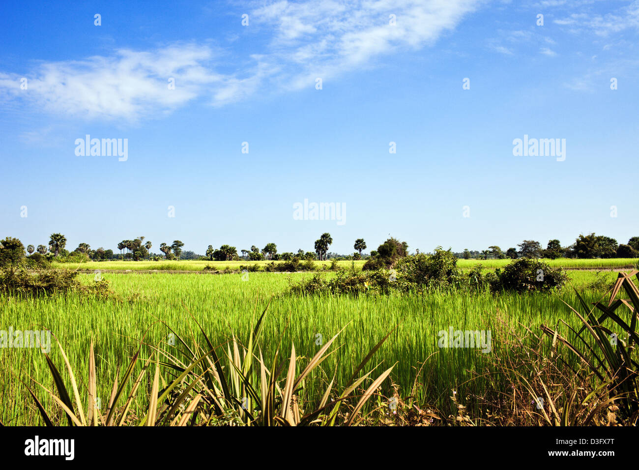 Rice fields in late summer in Cambodia Stock Photo - Alamy
