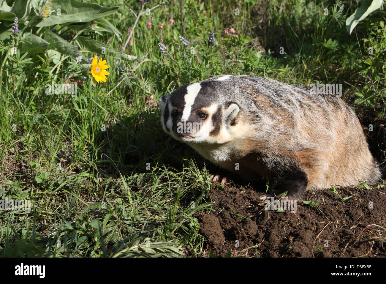 American badger digging hi-res stock photography and images - Alamy